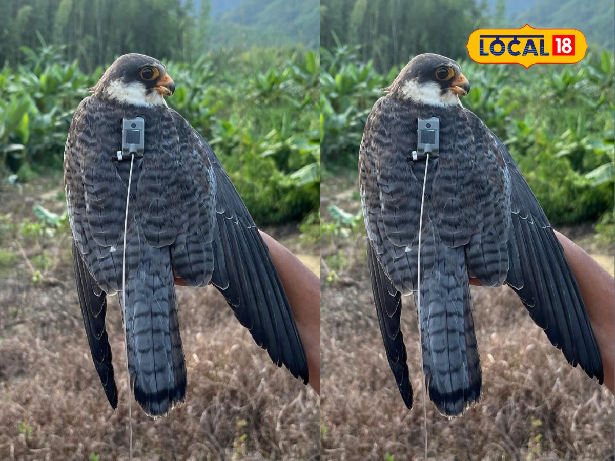 Amur Falcons: 5 ದಿನಗಳಲ್ಲಿ, 5 ಸಾವಿರ ಕಿಲೋಮೀಟರ್ ನಾನ್ ಸ್ಟಾಪ್ ಹಾರಿದ ಪಕ್ಷಿಯ ...