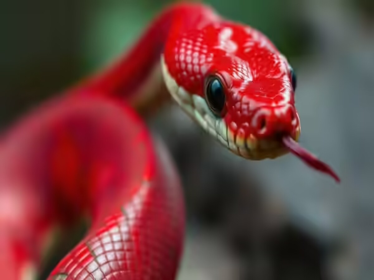 Red snakes: ನಿಸರ್ಗದ ರತ್ನಗಳು ಎಂದೆನಿಸಿರುವ ಪ್ರಪಂಚದಾದ್ಯಂತವಿರುವ 8 ಅದ್ಭುತ ...