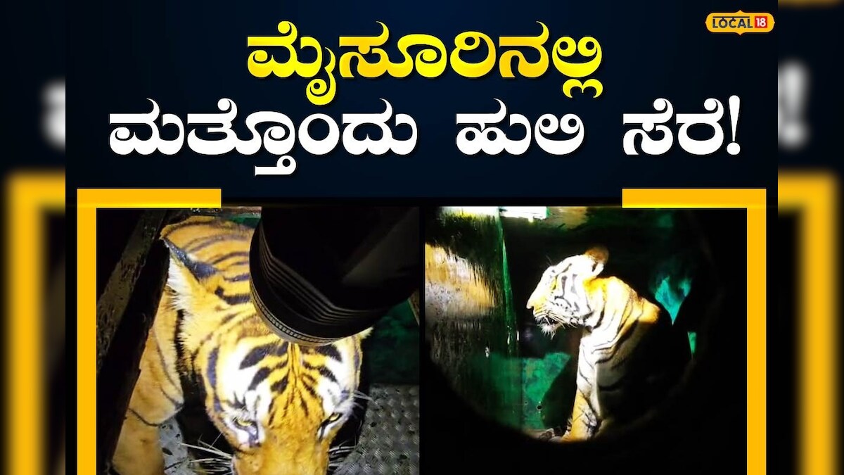 Tiger Trapped: ಮೈಸೂರಲ್ಲಿ ಆತಂಕ ಹುಟ್ಟಿಸಿದ್ದ ಹುಲಿ ಬಲೆಗೆ, ಆತಂಕದಲ್ಲಿದ್ದ ...