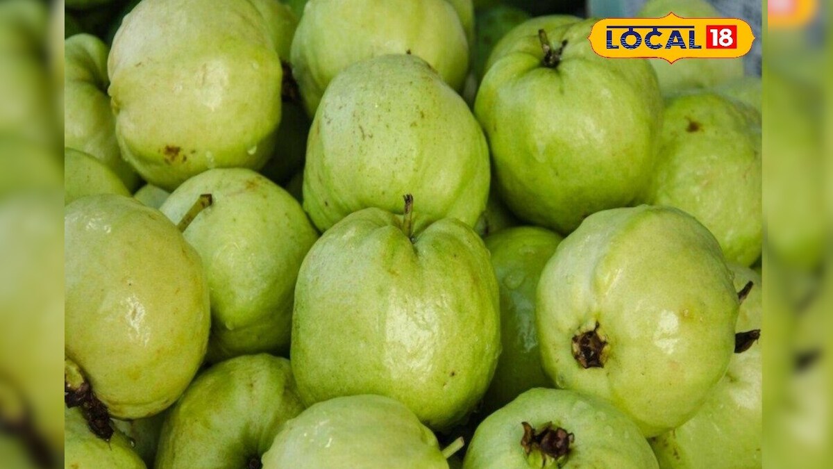 Guava: ಪೇರಳೆ ಹಣ್ಣು ಅಂದ್ರೆ ಇಷ್ಟನಾ? ಹಾಗಾದ್ರೆ ಖರೀದಿಸೋ ಮುನ್ನ ಇದನ್ನ ಗಮನಿಸಿ ...