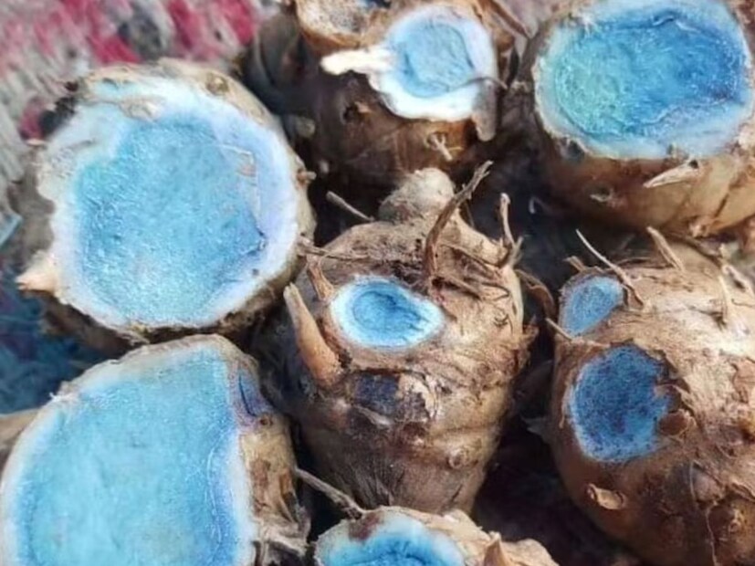 Blue Turmeric Uses: ಎಂದಾದರೂ ‘ನೀಲಿ ಅರಿಶಿನ’ದ ಬಗ್ಗೆ ಕೇಳಿದ್ದೀರಾ? ಹಳದಿ ...