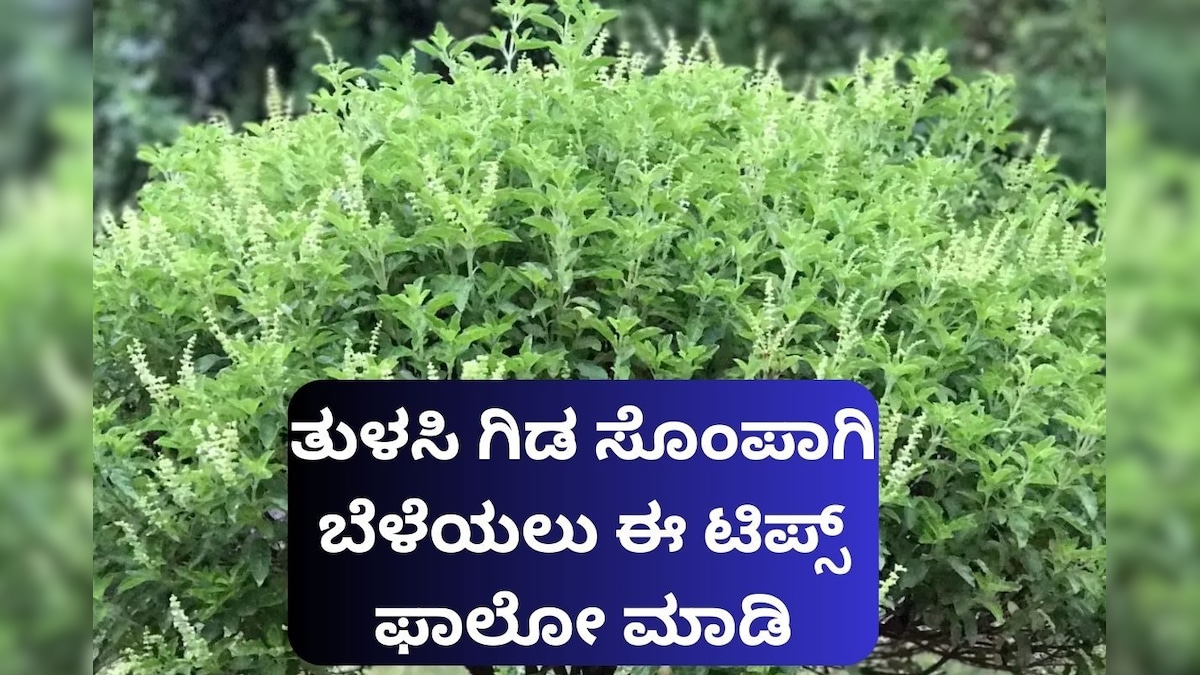 Tulsi Plant Care: ತುಳಸಿ ಗಿಡ ಒಣಗದೆ ಸೊಂಪು ಸೊಂಪಾಗಿ ಬೆಳೆಯಬೇಕೆಂದರೆ ಈ ಟಿಪ್ಸ್ ...
