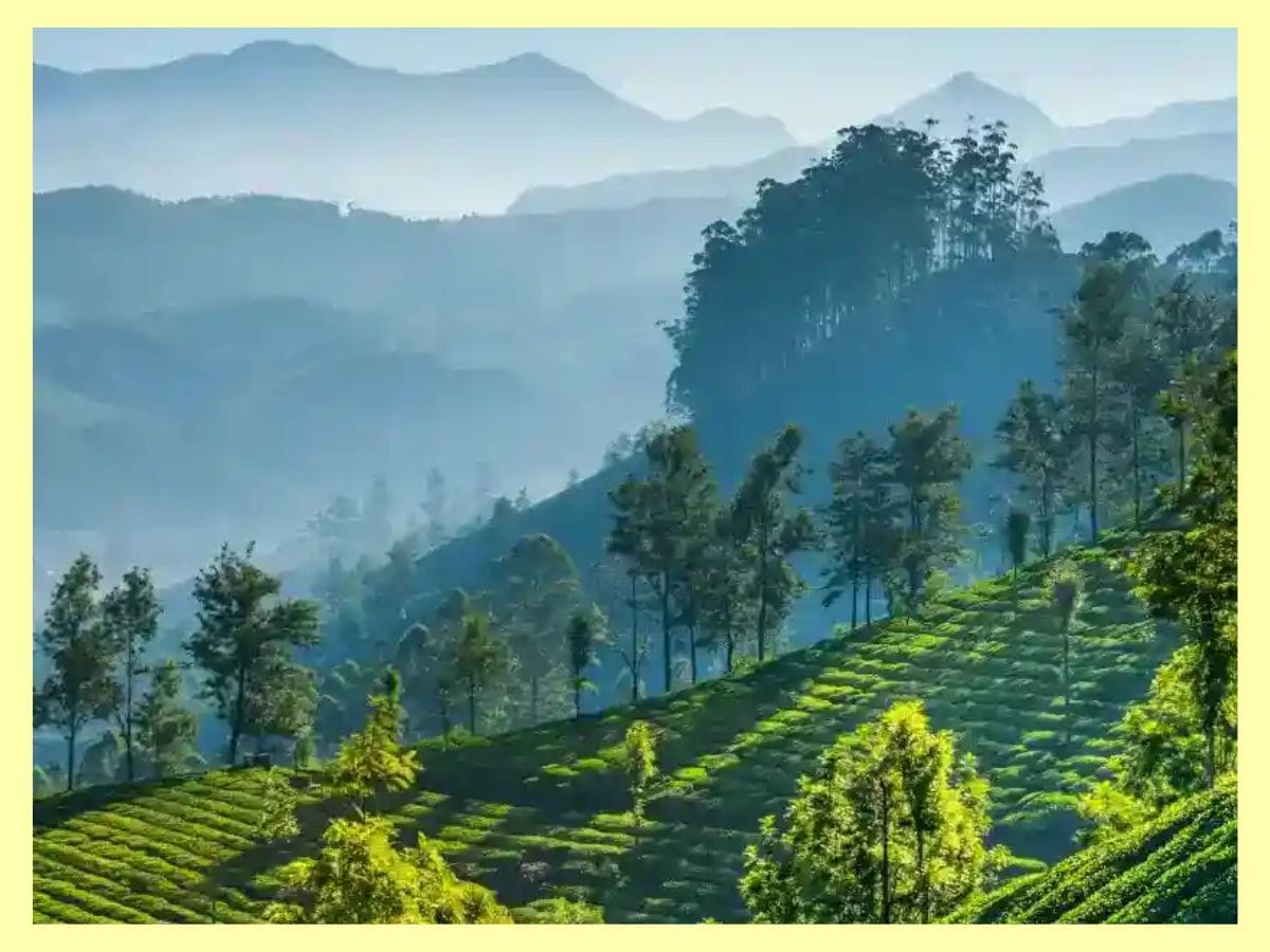 Nature: ವಿನಾಶಕಾರಿ ಕಳೆಯನ್ನು ಶುದ್ಧ ಇಂಧನವನ್ನಾಗಿ ಪರಿವರ್ತಿಸುತ್ತಿದೆ ನೀಲಗಿರಿ ...