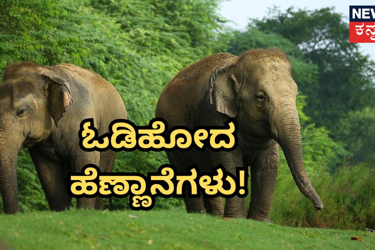 Punith Kerehalli Arrest: ಹಿಂದೂಪರ ಕಾರ್ಯಕರ್ತ ಪುನೀತ್‌ ಕೆರೆಹಳ್ಳಿ ಮತ್ತೆ ...