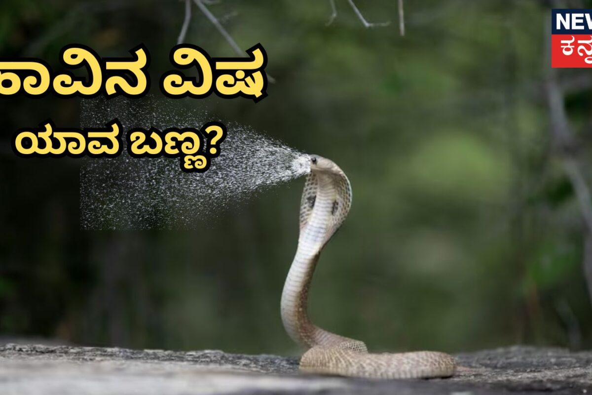 Vyshak Vijay Kumar: RCB ಮಾಜಿ ವೇಗಿ ಮದುವೆ ಸಮಾರಂಭದಲ್ಲಿ ಸುದೀಪ್ ...