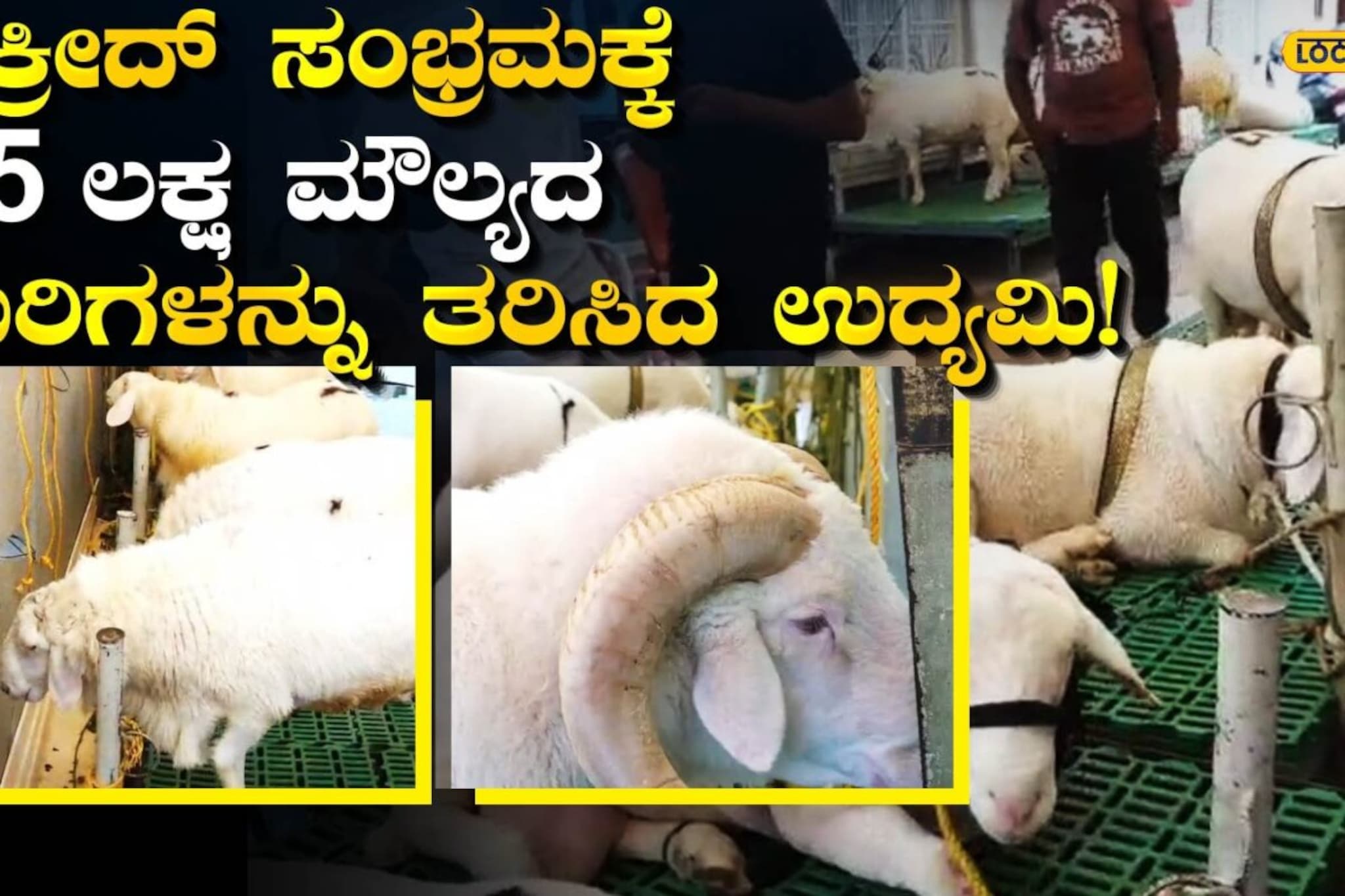 Daali Dhananjaya: 'ಬ್ಯಾಚುಲರ್ ಗಂಡಿಗೆ ಬೆಲೆ ಇಲ್ಲ' ಅಂತ ಡಾಕ್ಟರಮ್ಮಂಗೆ ಪ್ರಪೋಸ್ ...