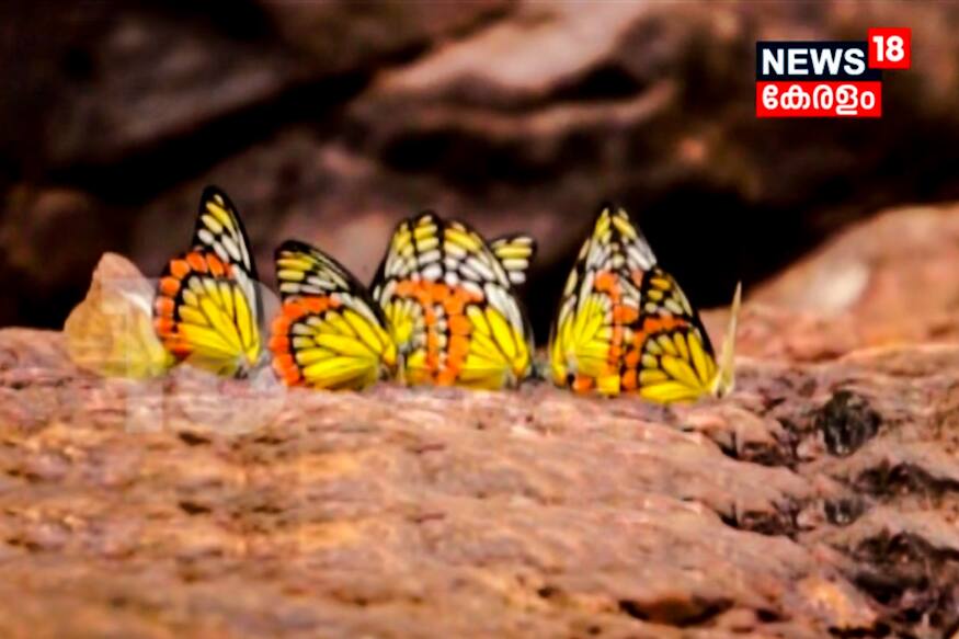 butterfly.jpg