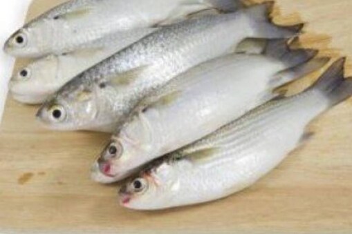 എന്താണ് ഈ തിരുത മീനിന്റെ പ്രത്യേകത? what are the specialities of ...