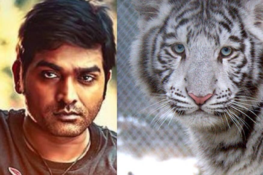 Malayalam News - വിജയ് സേതുപതി ഇനി കടുവാ കുഞ്ഞുങ്ങളുടെ സംരക്ഷകൻ | Vijay ...