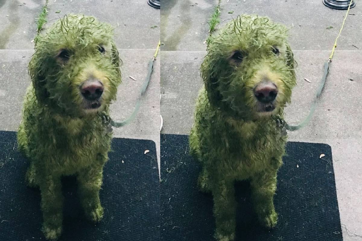 പെയിന്റിൽ കുളിച്ചതല്ല; പച്ച നിറമുള്ള നായക്കുട്ടി സോഷ്യൽ മീഡിയയിൽ ച ...