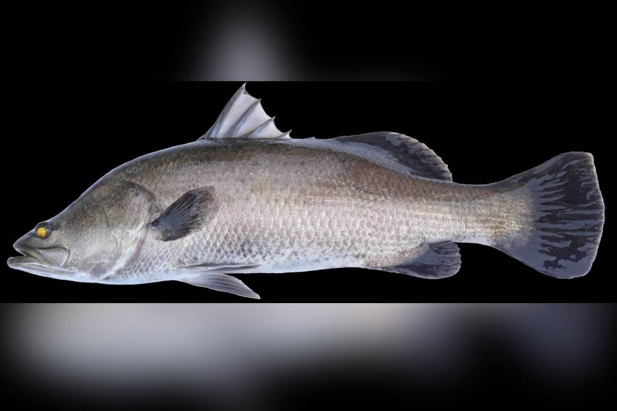 മത്സ്യകർഷകർ സന്തോഷിച്ചാട്ടെ! കരിമീൻ, കാളാഞ്ചി, പൂമീൻ എന്നിവക്കായി ...