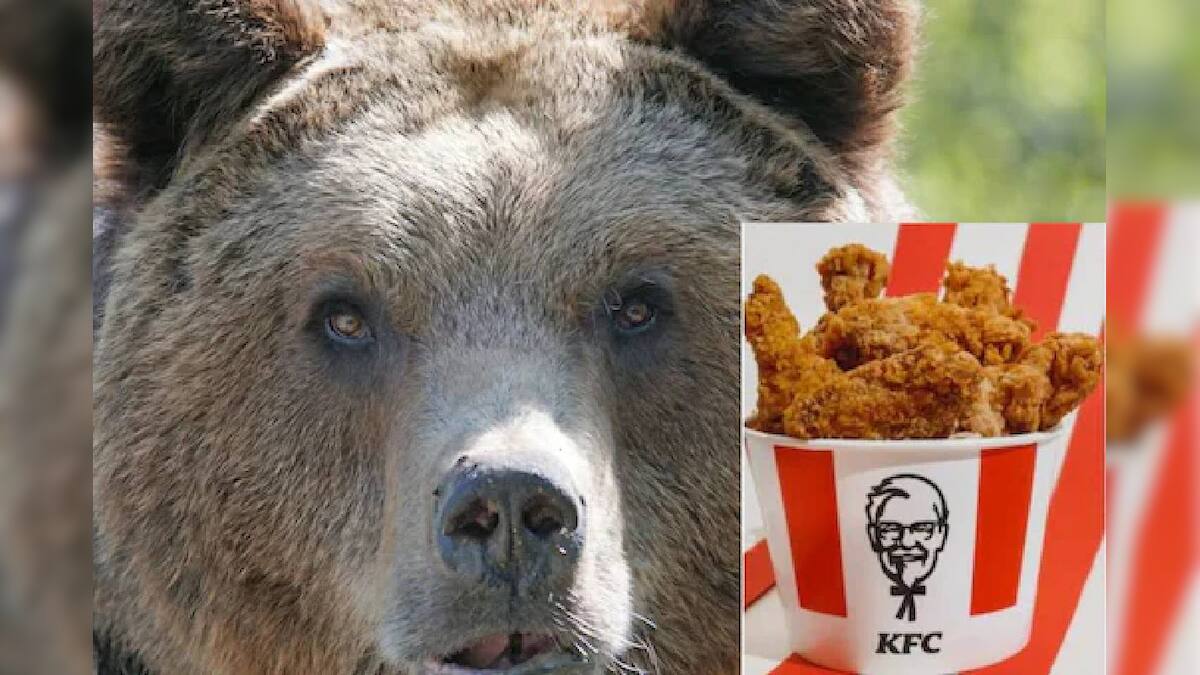Bear steals KFC | വിശപ്പ് സഹിക്കാതെ കരടി അടുക്കളയിൽ അതിക്രമിച്ച് കയറി ...