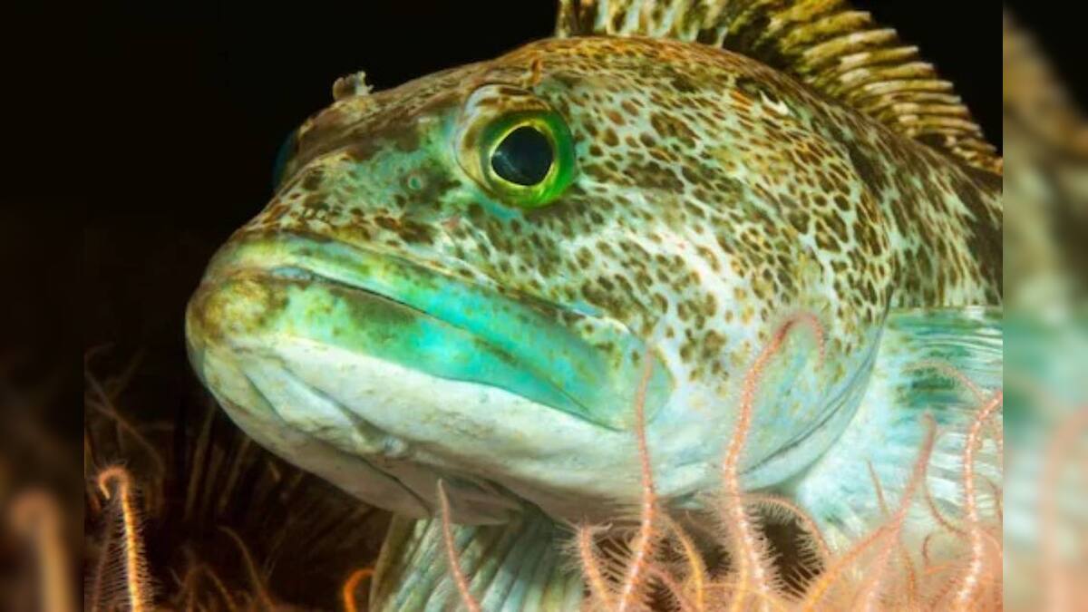 Mysterious Fish | ദിവസേന 20 പല്ല് നഷ്ടപ്പെടും; വീണ്ടും മുളച്ചുവരും; 500 ...