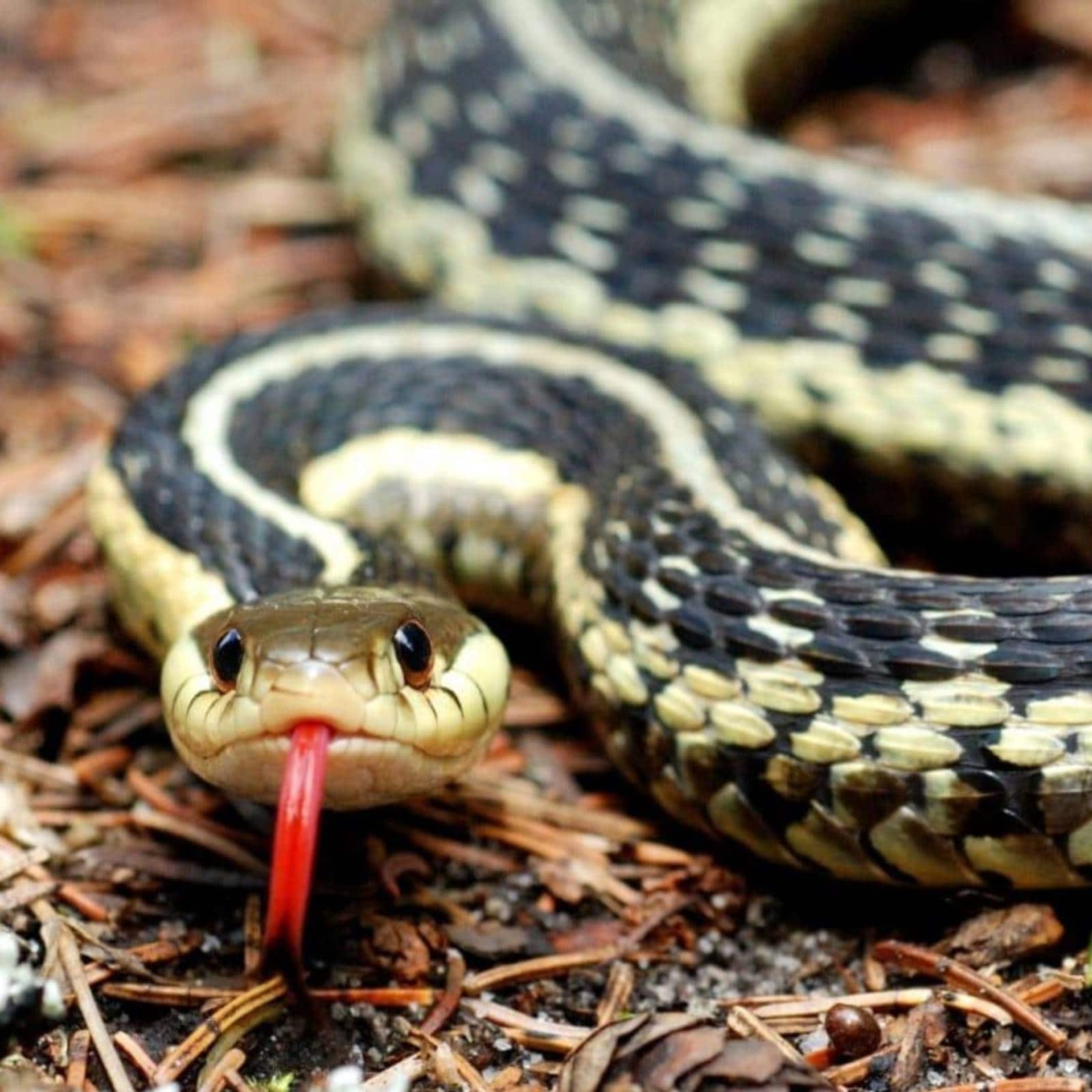 കരിയിലക്കൂട്ടത്തിൽ ഒരു പാമ്പ്; ചിത്രം ചികഞ്ഞു നോക്കിയിട്ടും ...