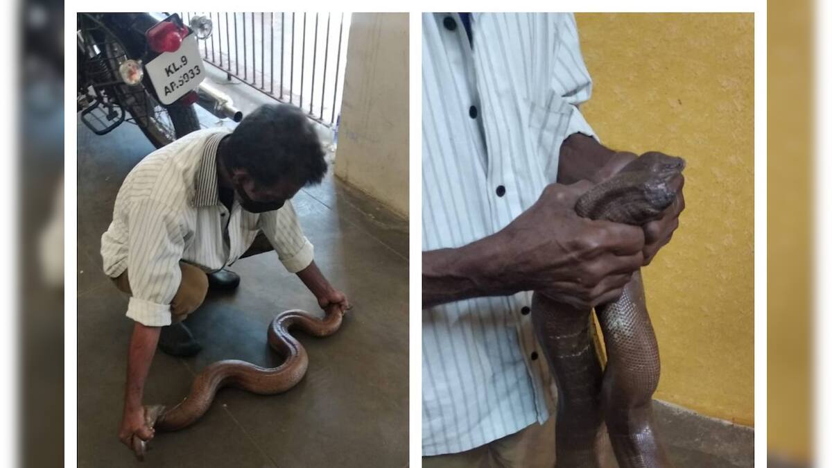 Sand boa siezed | പാലക്കാട് ട്രെയ്‌നിനുള്ളിൽ നിന്നും ഇരുതലമൂരിയെ ...