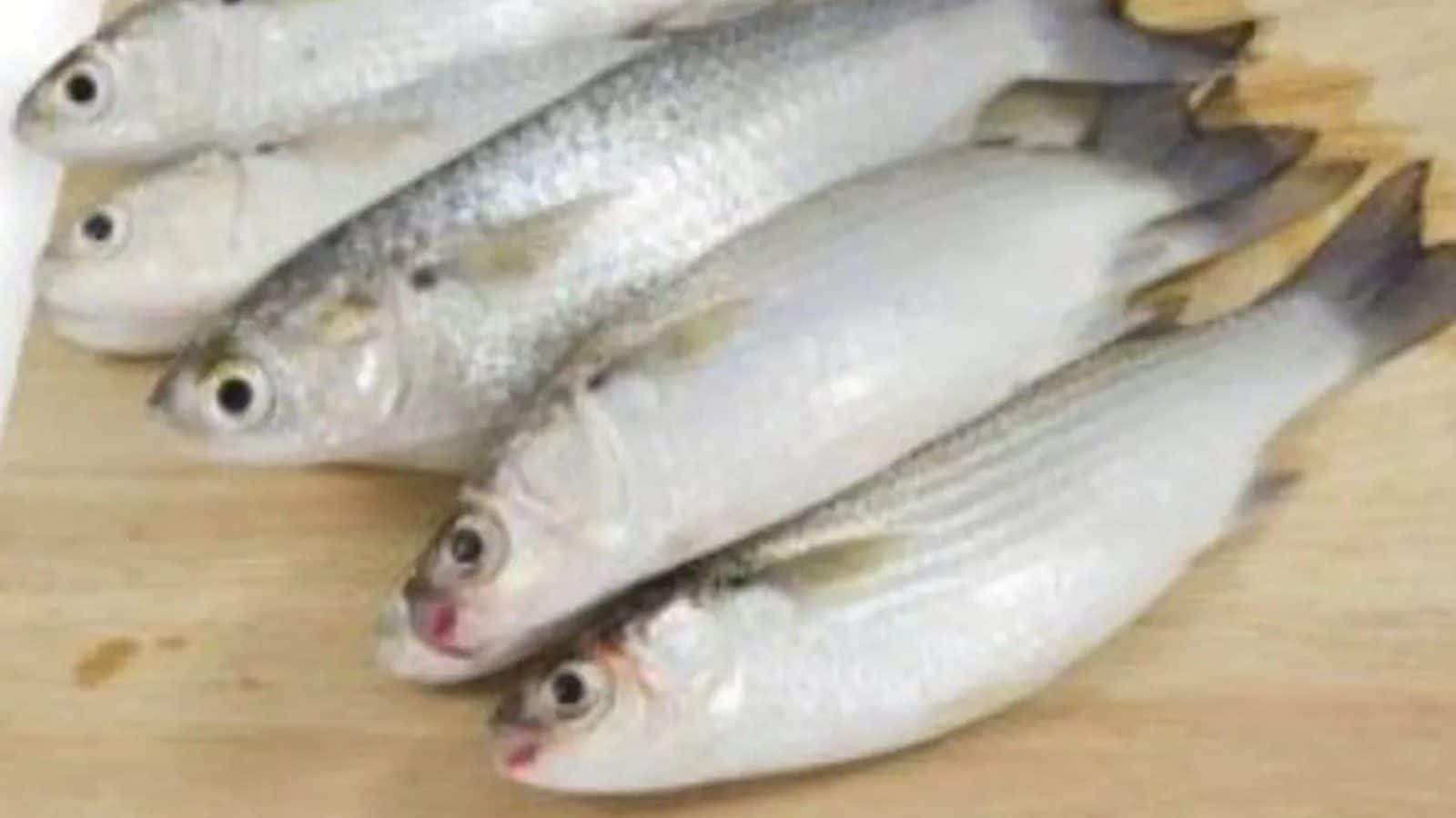 തിരുതയുടെ പ്രശസ്തിക്കു പിന്നിൽ;വേഗത്തിൽ വളര്‍ച്ച; മറ്റുളളവയുമായി ...