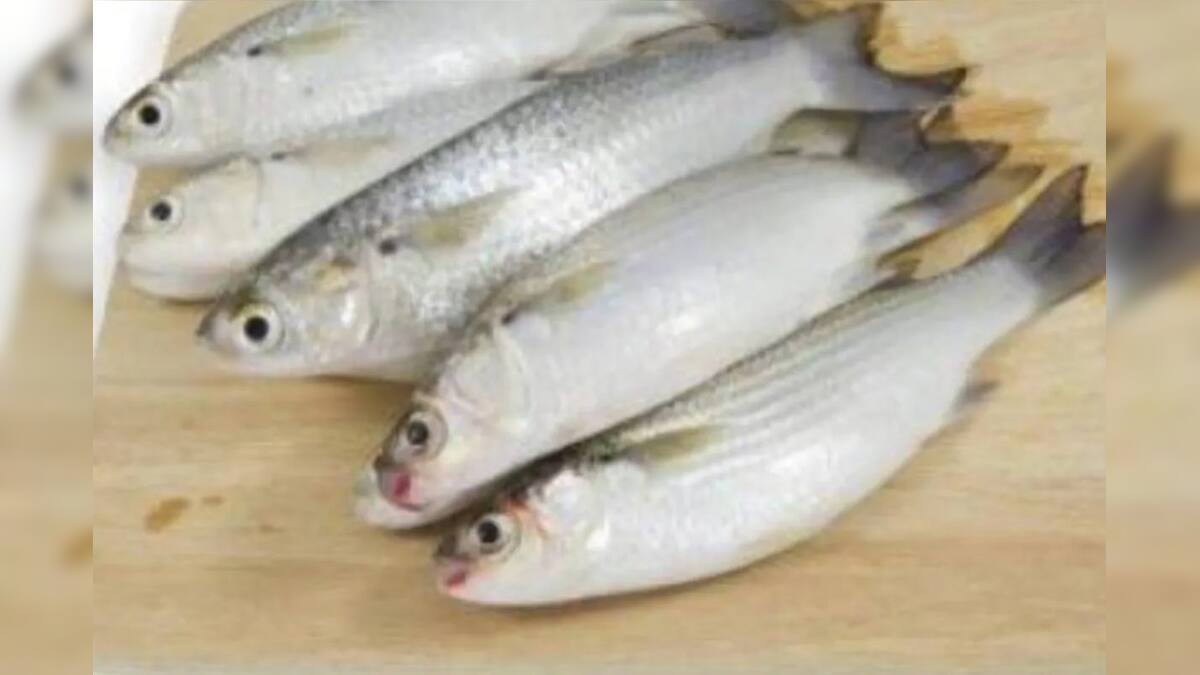 തിരുതയുടെ പ്രശസ്തിക്കു പിന്നിൽ; വേഗത്തിൽ വളര്‍ച്ച; രുചിയും ഉയര്‍ന്ന ...