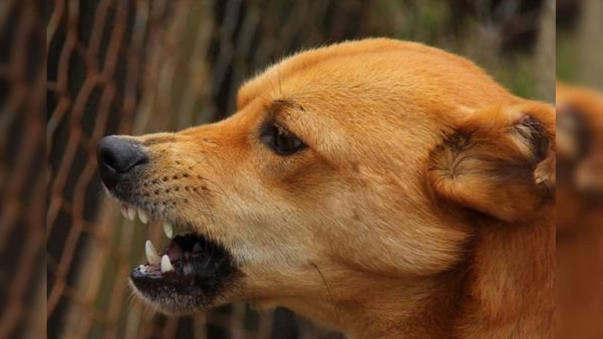 Rabies | ഒരു മാസം മുമ്പ് നായയുടെ കടിയേറ്റ വയോധിക പേവിഷബാധയേറ്റ് മരിച്ചു ...