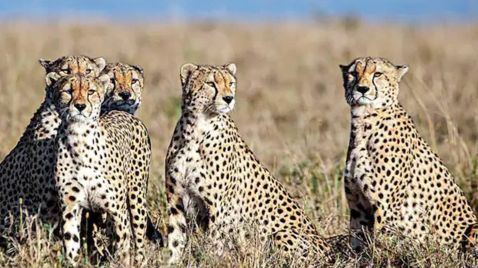 Cheetah | വംശനാശവും ഏഴ് പതിറ്റാണ്ടിന് ശേഷമുള്ള തിരിച്ചുവരവും: ഇന്ത്യ ...