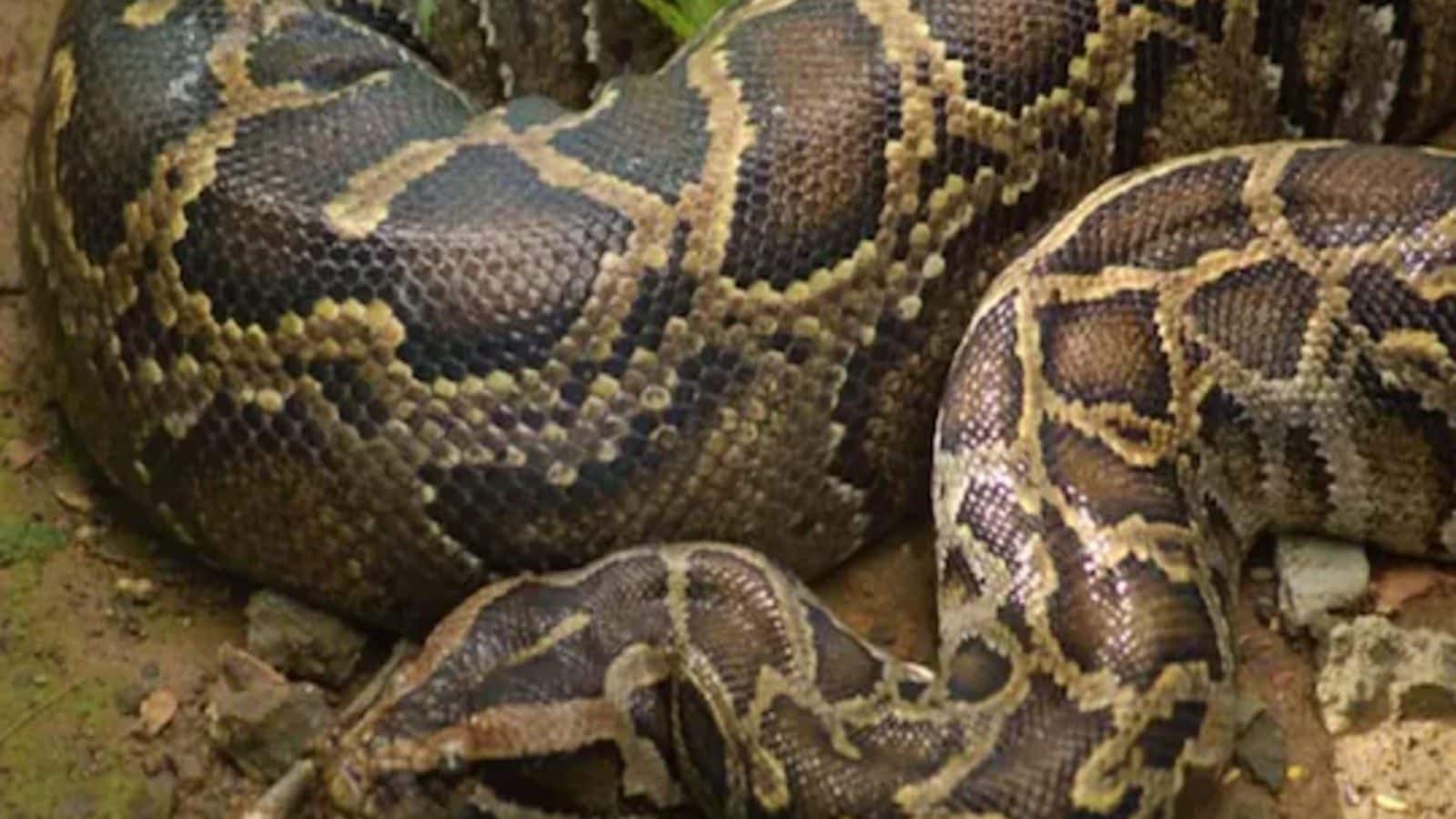 മലമ്പാമ്പ് കിണറ്റിൽ വീണു; രക്ഷിക്കാനിറങ്ങിയ 55കാരനെ വലിഞ്ഞുമുറുക്കി ...