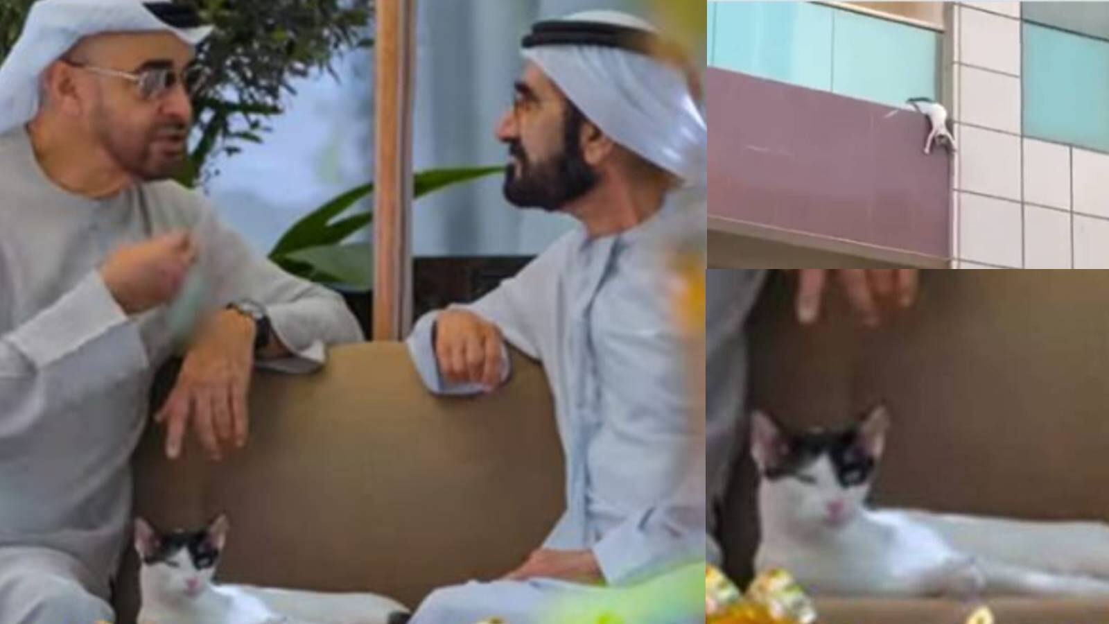 അന്ന് ദുബായിൽ കെട്ടിടത്തിന് മുകളിൽ കുടുങ്ങിയ പൂച്ച ഇന്ന് UAE ...