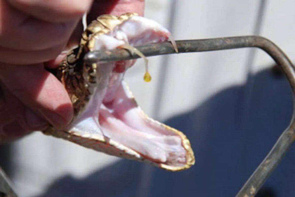 Snake Milker | ജോലി പാമ്പിനൊപ്പം; ശമ്പളം ശരാശരി 54 ലക്ഷം; സ്നേക്ക് മി ...