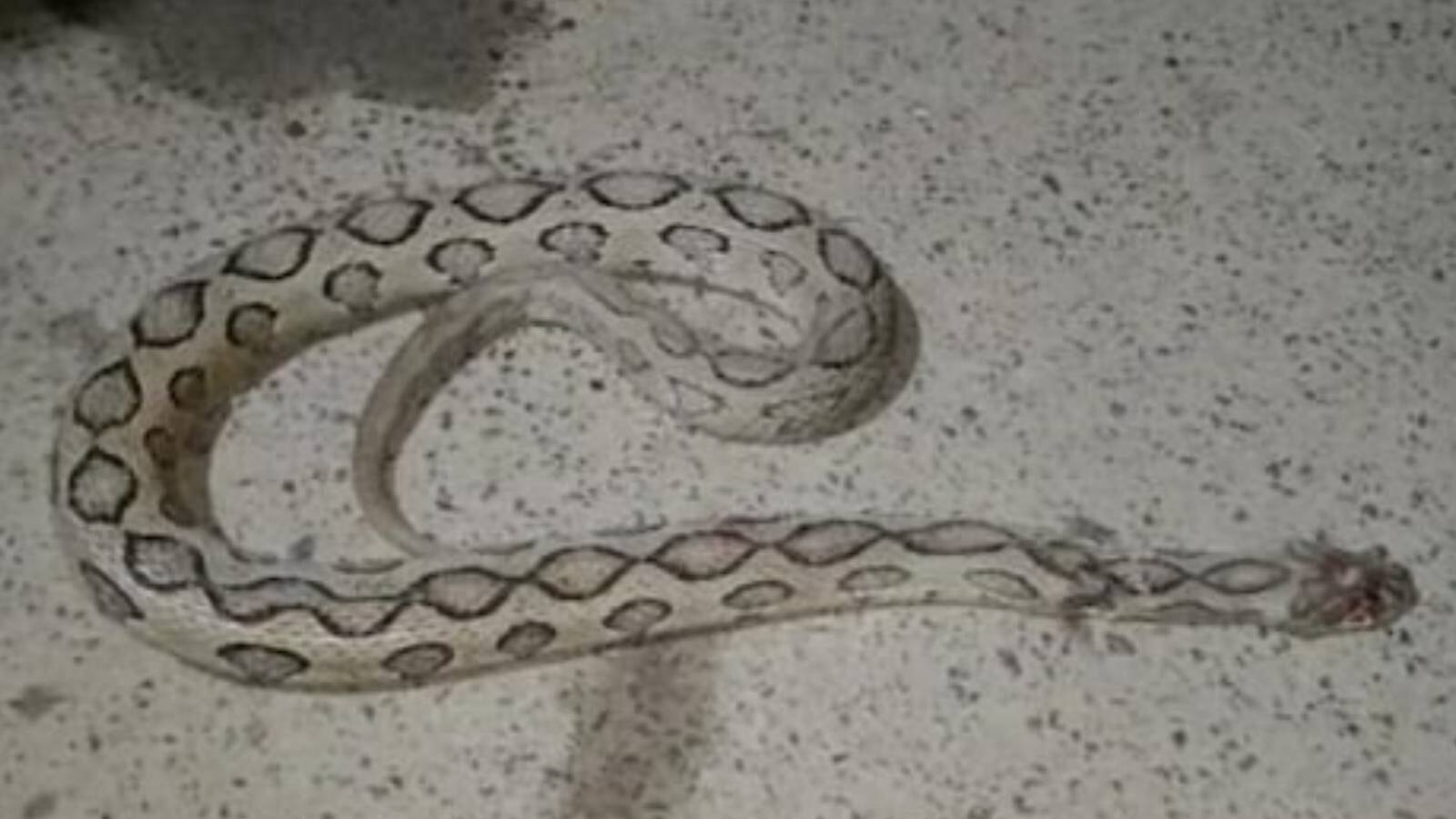 പാമ്പുമായി പുതുവത്സരാഘോഷം നടത്തിയ യുവാവ് പാമ്പുകടിയേറ്റു മരിച്ചു ...