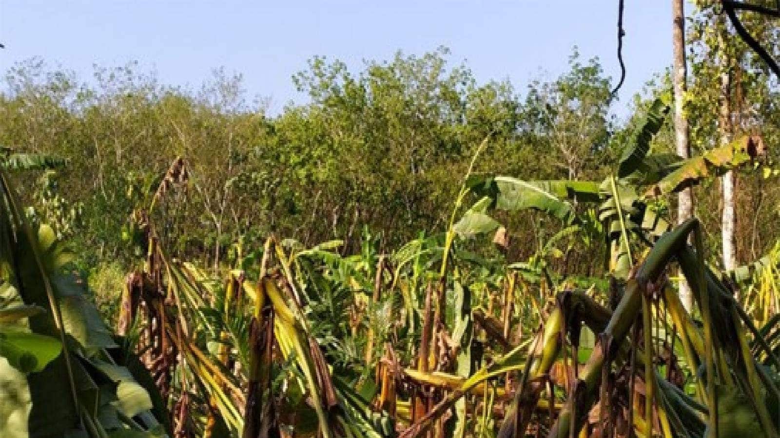 വിളവെടുക്കാറായ വാഴക്കുലകള്‍ വേനൽമഴയിലെ കാറ്റിൽ നശിച്ചു | Widespread ...