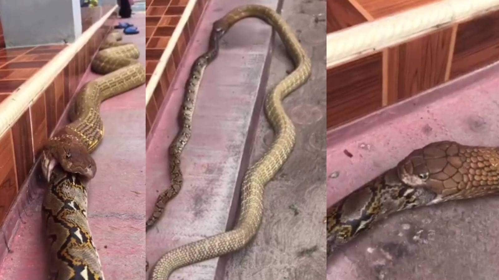 പെരുമ്പാമ്പിനെ വരിഞ്ഞുമുറുക്കി ഒന്നോടെ വിഴുങ്ങി രാജവെമ്പാല; വൈറൽ വീഡിയോ ...