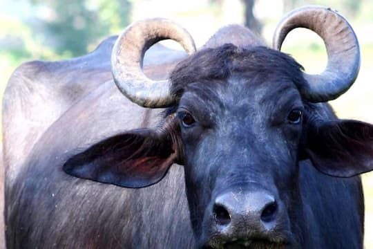 ബസ് കിട്ടാൻ ഓടിയ നീതു കാട്ടുപോത്തിൽ നിന്ന് രക്ഷപ്പെട്ടു; കൊക്കോയുടെ ...