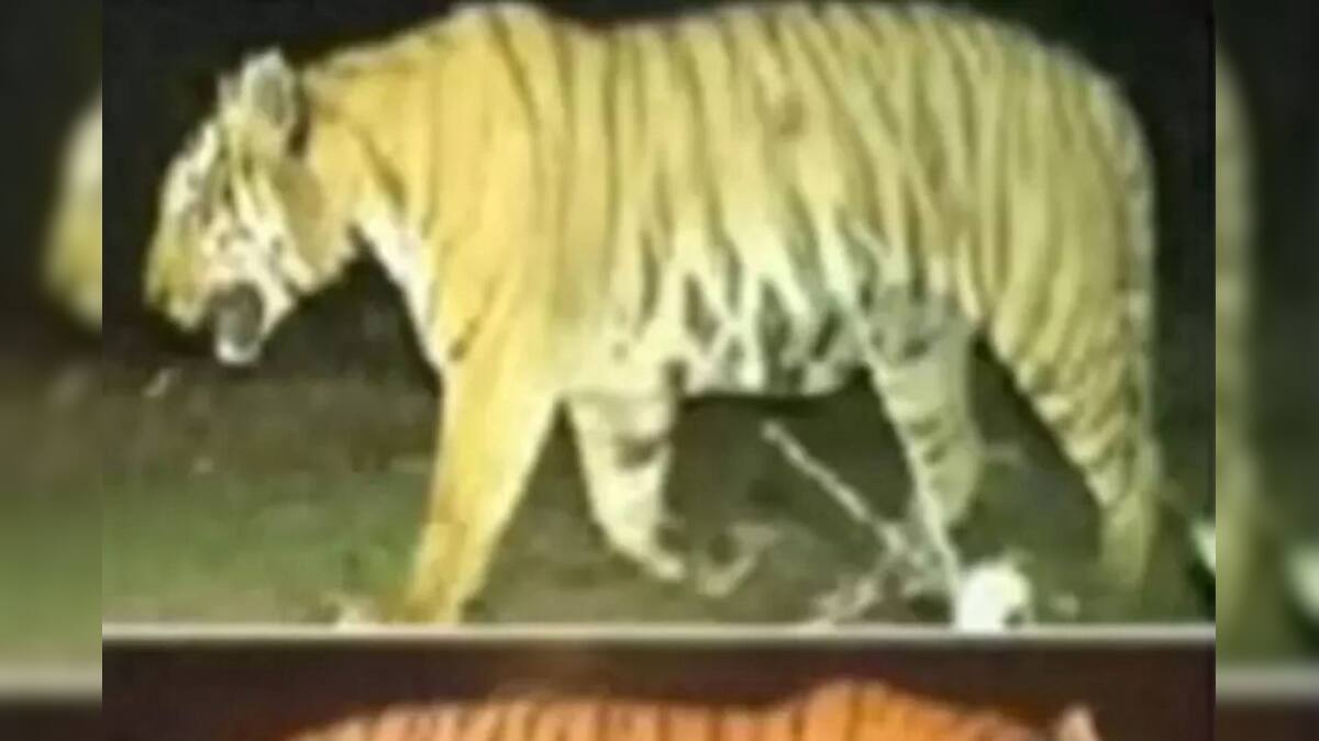 വയനാട്ടിൽ ഭീതിവിതച്ച നരഭോജി കടുവ ഇനി തൃശ്ശൂർ പുത്തൂർ മൃഗശാലയിൽ| Wayanad ...