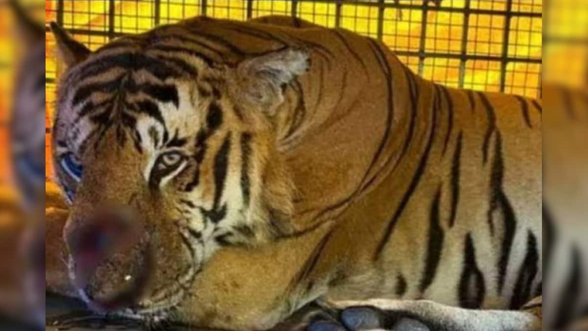 'രുദ്രൻ'; വയനാട്ടിലെ ആളെക്കൊല്ലി കടുവയ്ക്ക് പേരിട്ടു; ദിവസം 5 കിലോ ബീഫ് ...