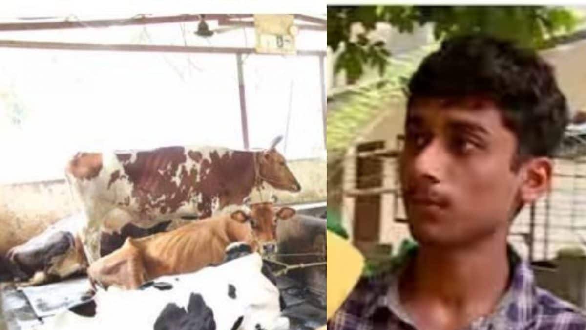 കുട്ടിക്കർഷകന്റെ പശുക്കൾ ചത്തതിന് കാരണം സയനൈഡ് തന്നെ; കപ്പതൊണ്ട് ...