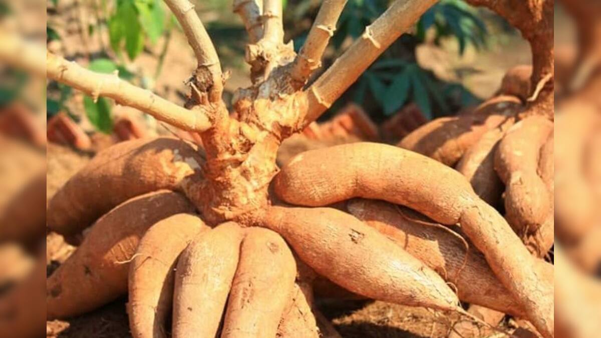 വില്ലനായി സയനൈഡ്; കപ്പത്തൊണ്ട് പശുക്കളെ കൊല്ലുന്നതെങ്ങനെ?| how tapioca ...