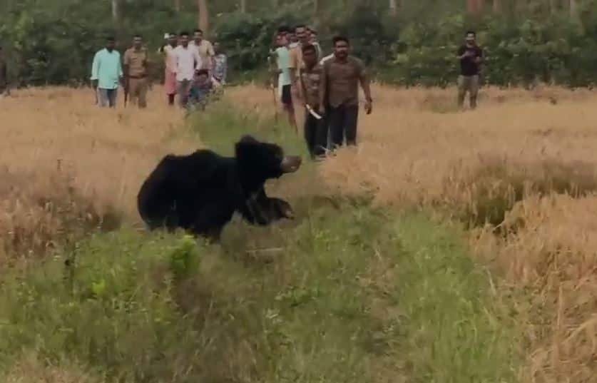ആകെയൊരു അനിമൽ പ്ലാനറ്റ് ! പലതരം മൃഗങ്ങൾ നാട്ടിൽ; ജീവിക്കാനാവാതെ ജനരോഷം ...
