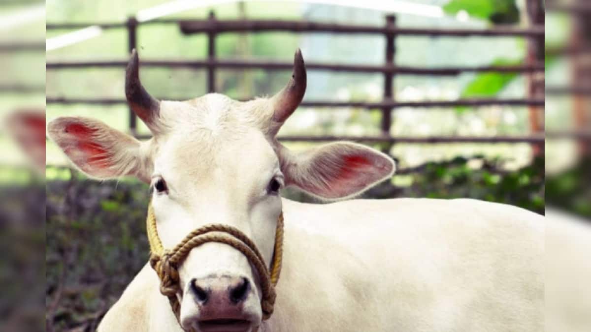 ആലപ്പുഴയിൽ സൂര്യാഘാതമേറ്റ് കറവപ്പശു ചത്തു | Cow died of Sunburn in ...