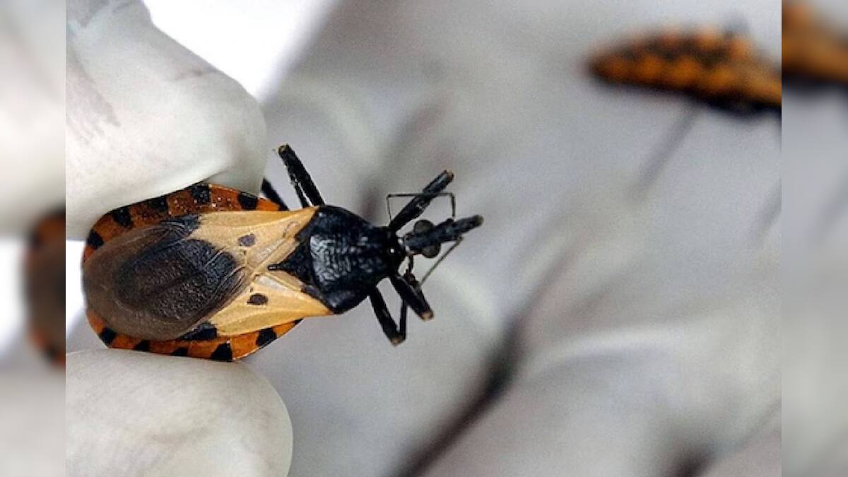 Chagas disease: ലോകത്തില്‍ 70 ലക്ഷം ആളുകളെ ബാധിക്കുന്ന അണുബാധ; ചാഗാസ് ...