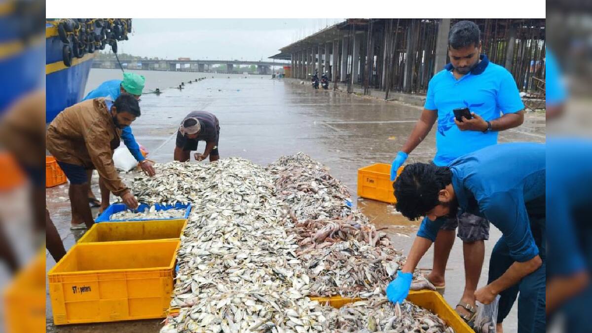 Kerala Seashore Surges with Marine Life! 468 Fish Species Found, 7 New ...