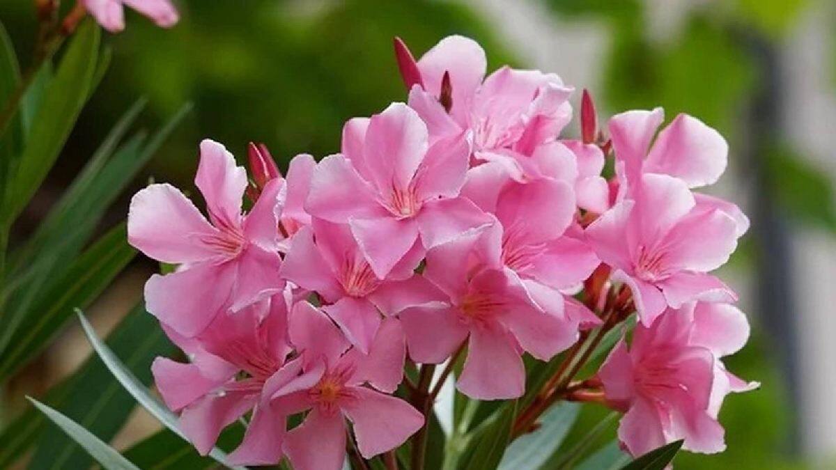 ക്ഷേത്രങ്ങളിൽ അരളിപ്പൂവ് വേണ്ടെന്ന് മലബാർ ദേവസ്വം ബോർഡും; നിരോധന ...