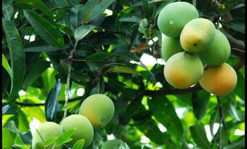 Kuttiattoor Mango: Kerala's First GI Tagged Sweet Delight ...