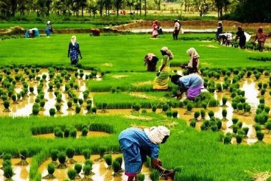 Chingam 1| പുത്തൻ പ്രതീക്ഷകളുമായി വീണ്ടുമൊരു ചിങ്ങപ്പുലരി; പിറന്നത് ...