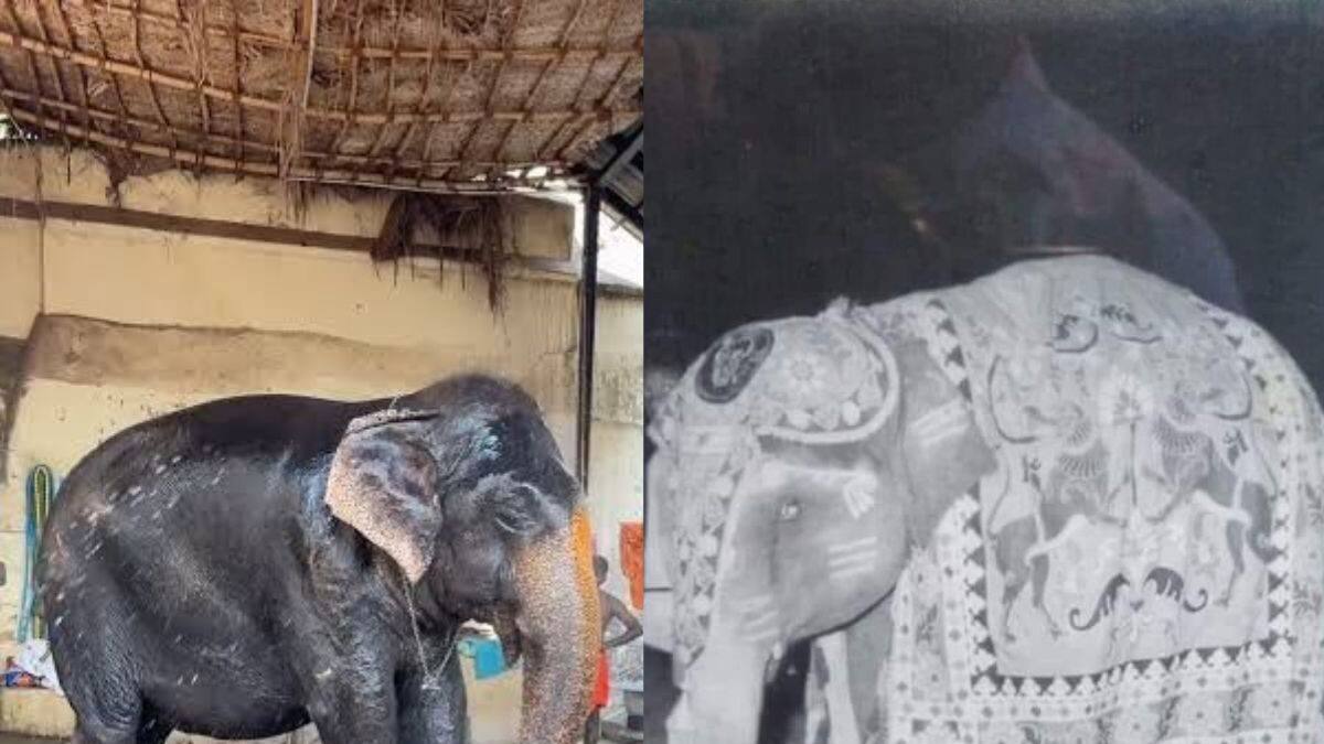 കാരൈക്കുടിക്കാരുടെ പ്രിയപ്പെട്ടവൾ; തമിഴ്‌നാട്ടിൽ തീപിടുത്തത്തിൽ ക്ഷേത്ര ...