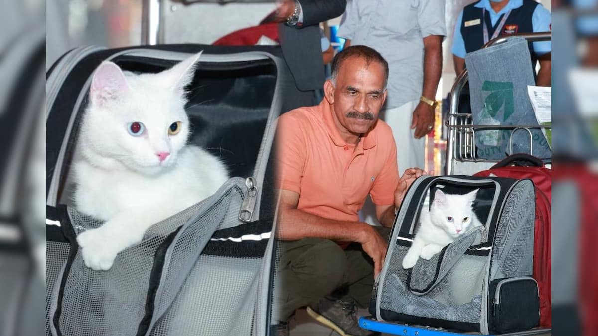 eva pet cat cial: ചരിത്രം കുറിച്ച് 'ഇവ'; വിമാനത്താവളം വഴി ...