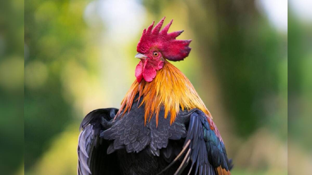 പുലർച്ചെ മൂന്നുമണിക്ക് കോഴി കൂവുന്നതിനാൽ ഉറങ്ങാനാകുന്നില്ല ...