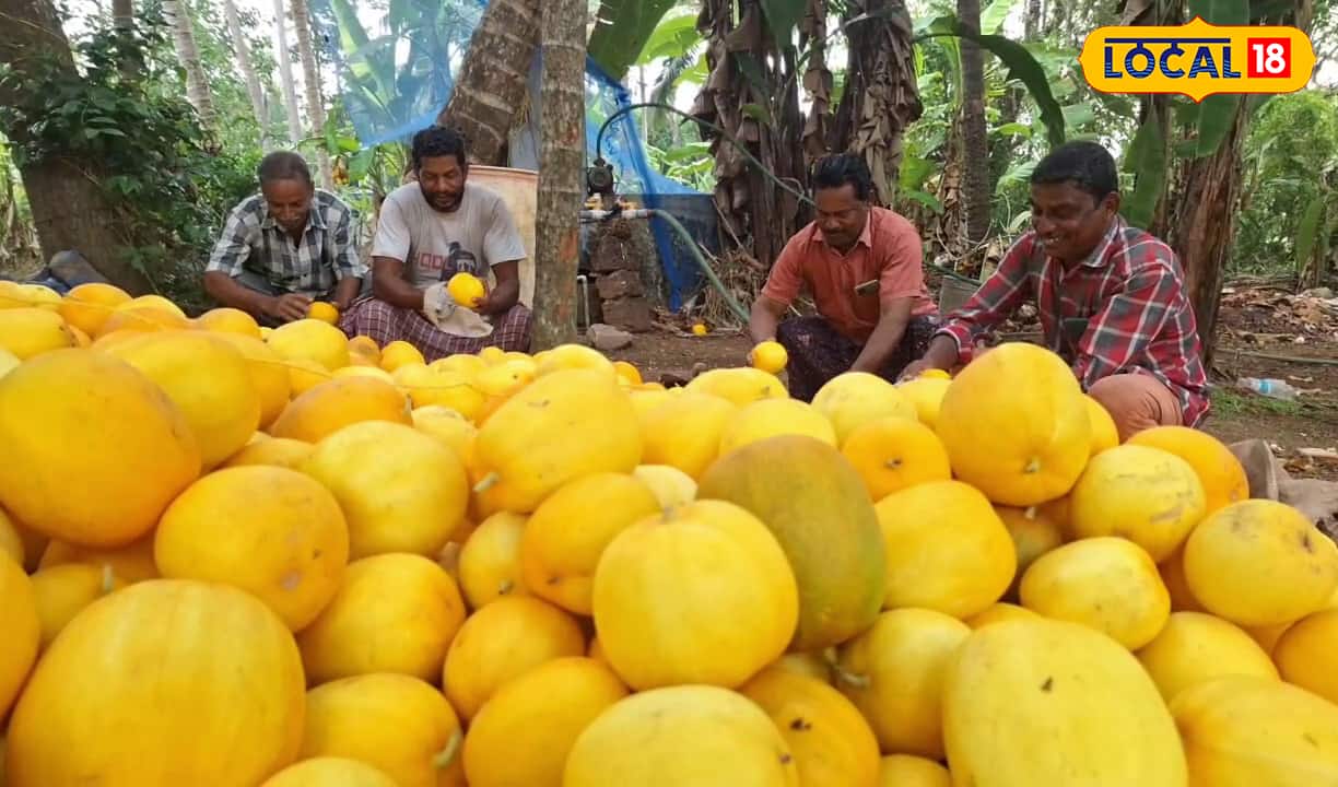 Fields in Peruvayal Kozhikode is harvesting Kani vellari for Vishu ...