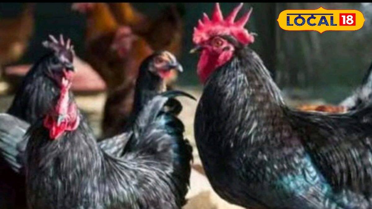 Thalassery chicken is the star among chicken breeds|കോഴി ഇനങ്ങളിൽ താരം ...