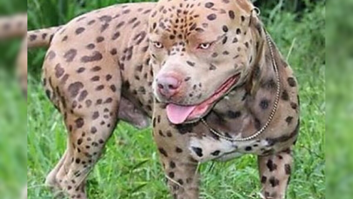 Dog look like bibtya cheetah dangerous animal creates fear people ...
