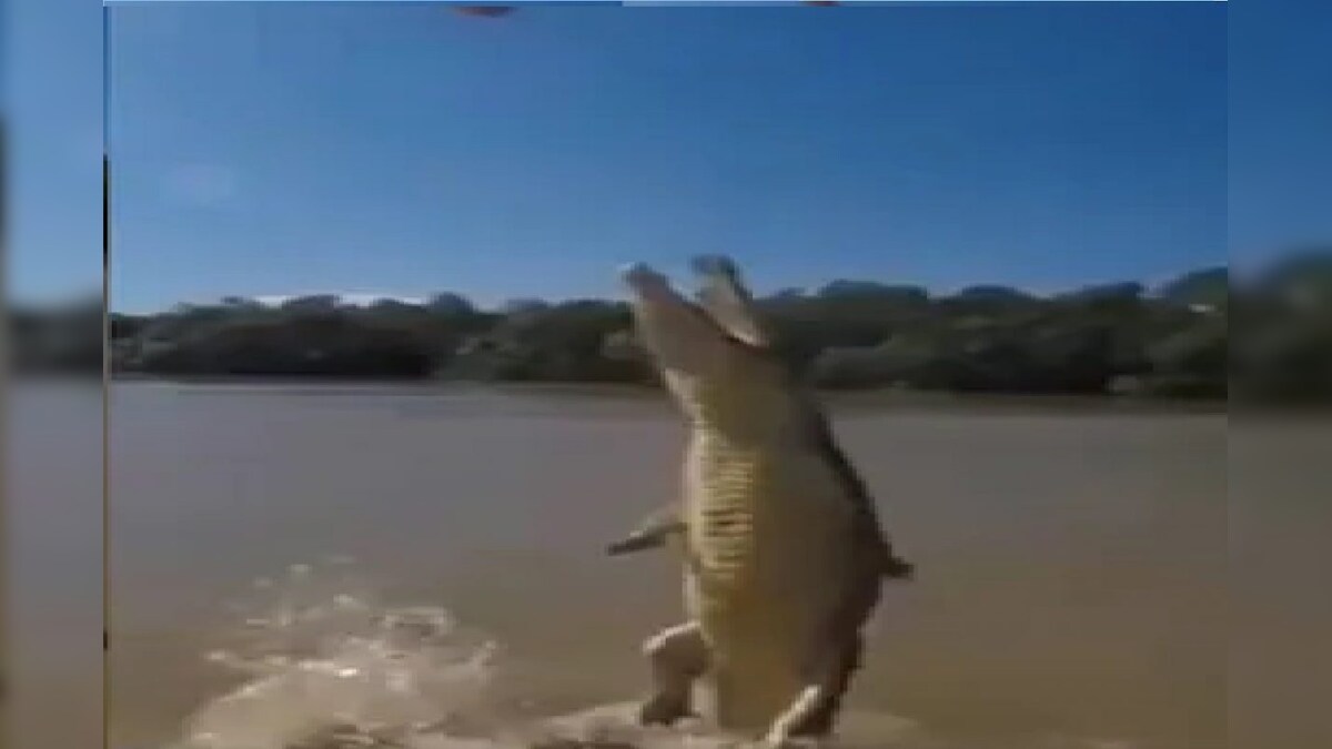 Flying crocodile jump from water for food video viral mhpl - OMG ...