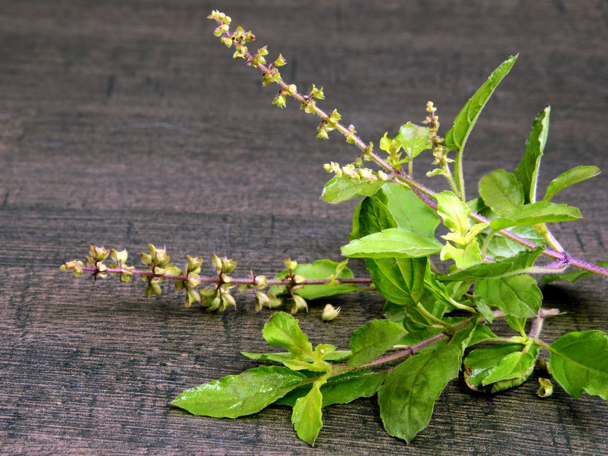 Tulsi Tips: तुळशीची पानं तोडताना अनेकजण करतात या चुका; कौटुंबिक ...