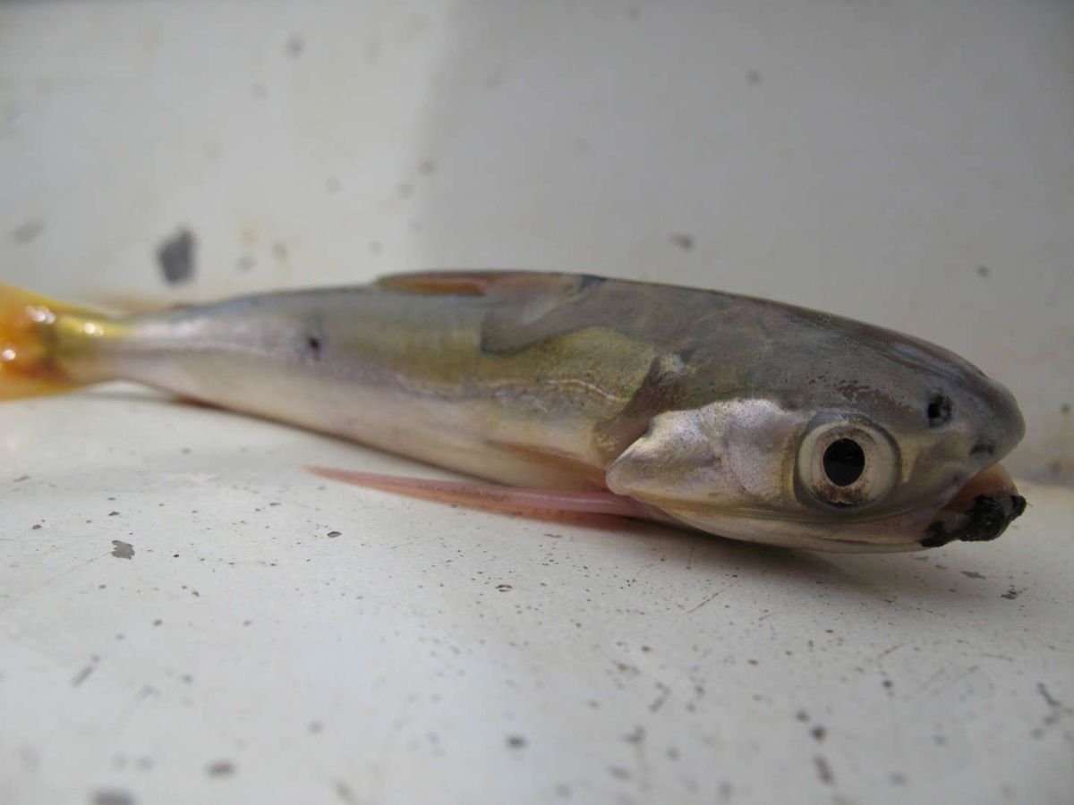 'हे'आहेत समुद्रात आढळणारे जगातील सर्वात विषारी मासे, पाहा फोटो – News18 ...